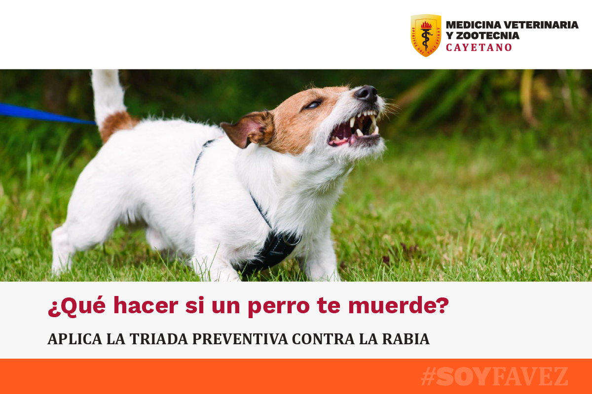 ¿Qué hacer si un perro te muerde? – Facultad de Veterinaria y Zootecnia